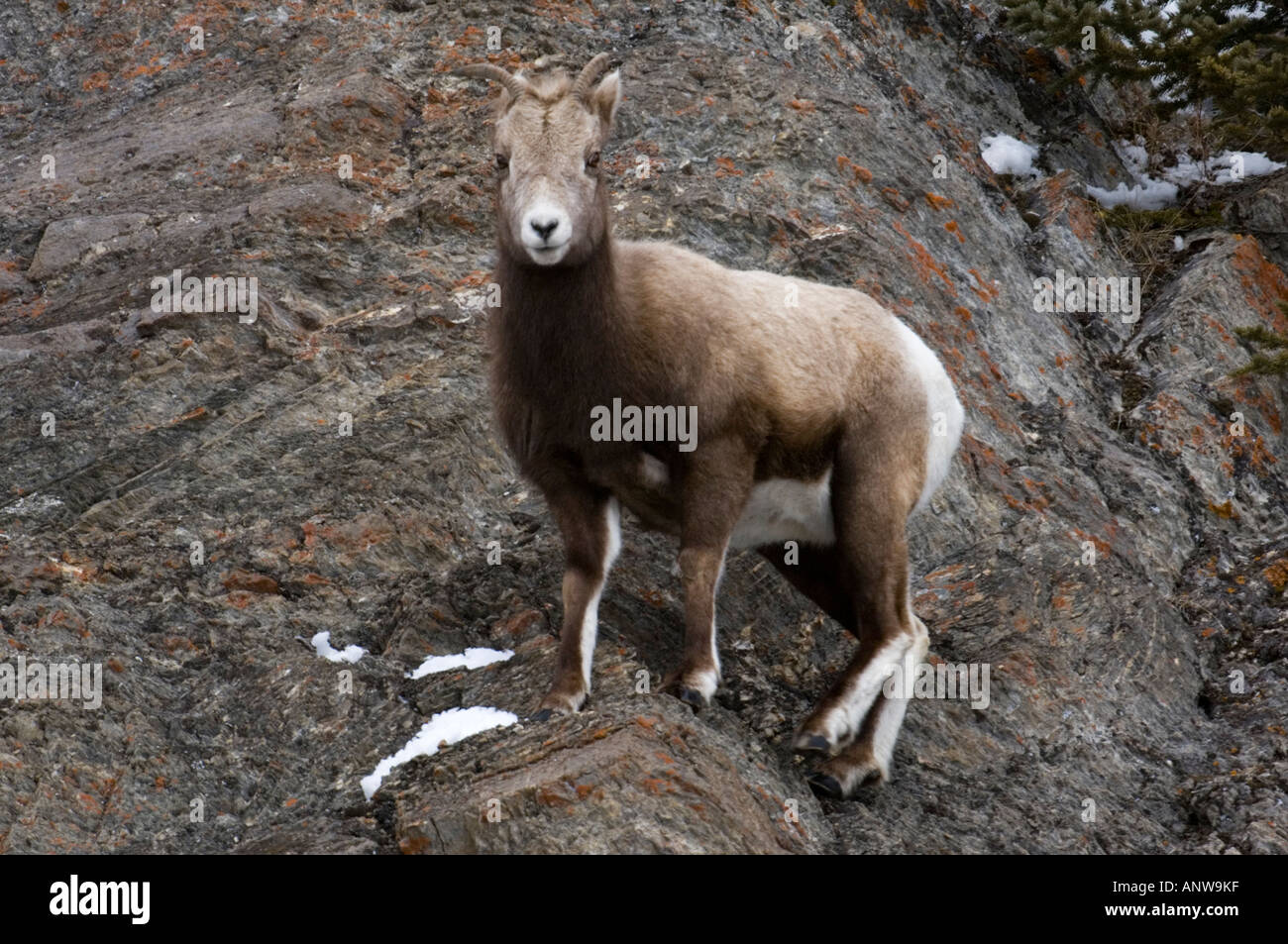 Bighorn sheep Ovis canadensis foraging on rock cliff along Icefields ...
