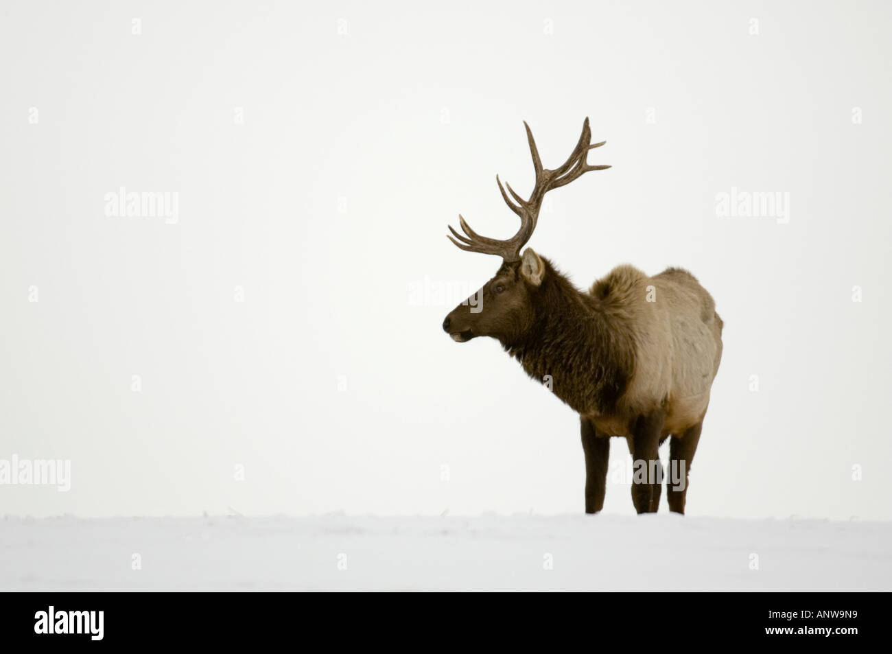 Domesticated elk hi-res stock photography and images - Alamy