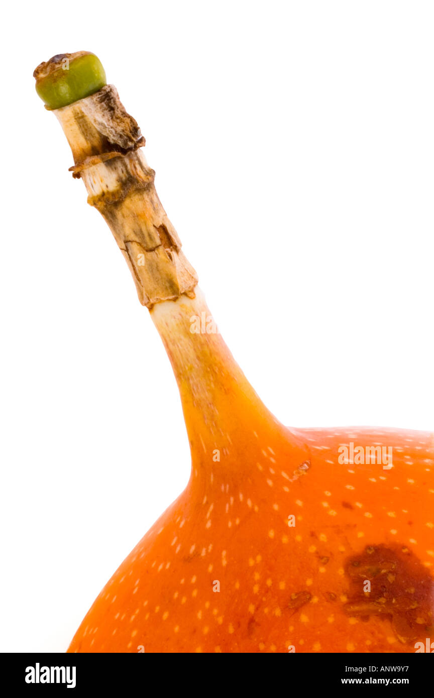 Granadilla Passiflora Ligularis Stock Photo - Alamy