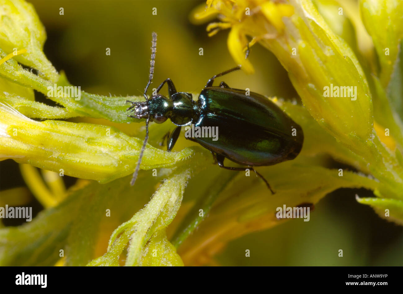 Green ground beetle Lebia viridis on goldenrod plant Stock Photo - Alamy