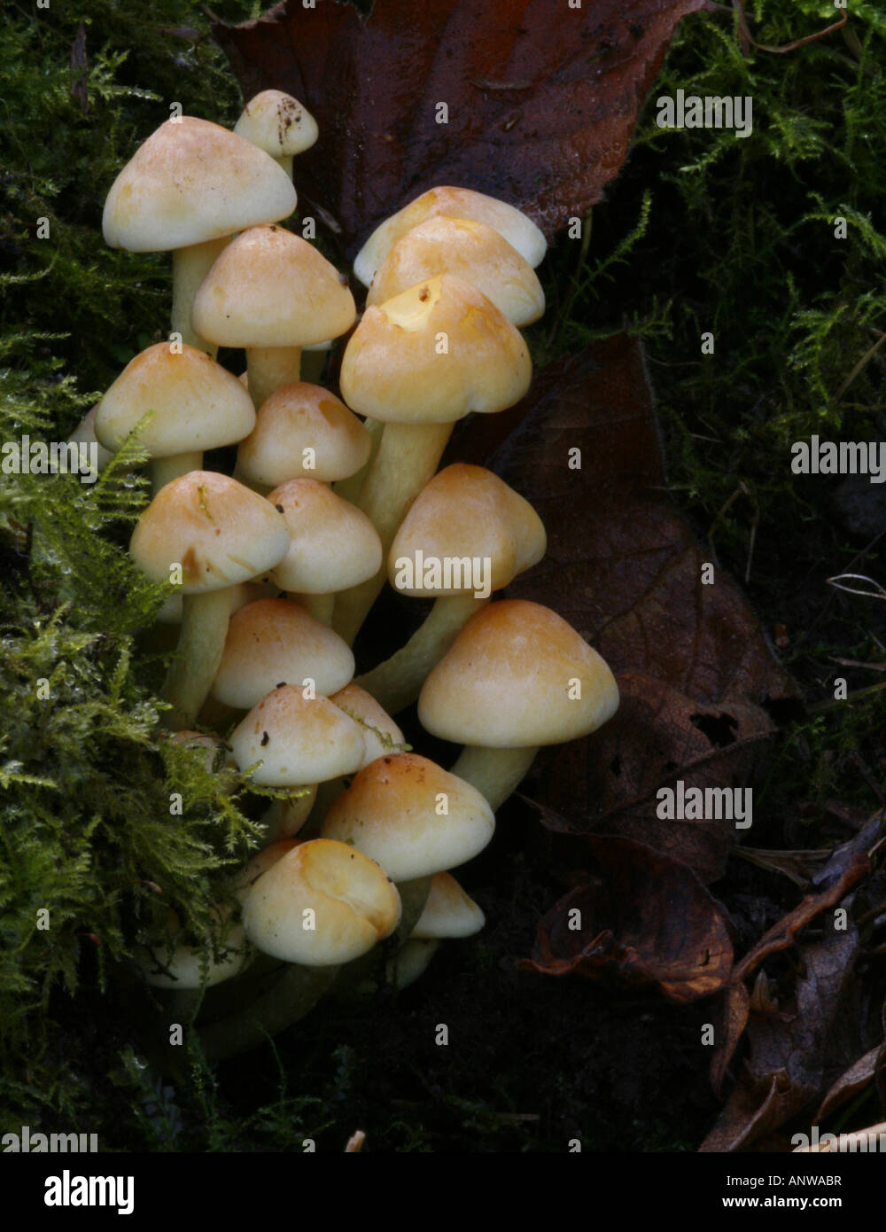 Sulphur Tuft Mushrooms (Hypholoma Fasciculare) growing on a old tree ...