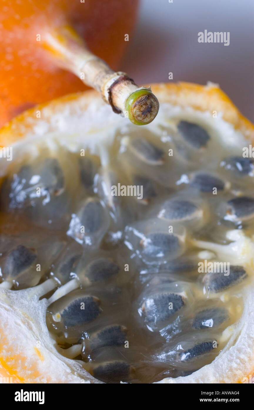 Ligularis High Resolution Stock Photography and Images - Alamy