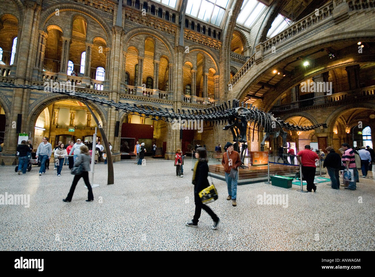 Natural History Museum main entrance room dinosaur London Stock Photo ...
