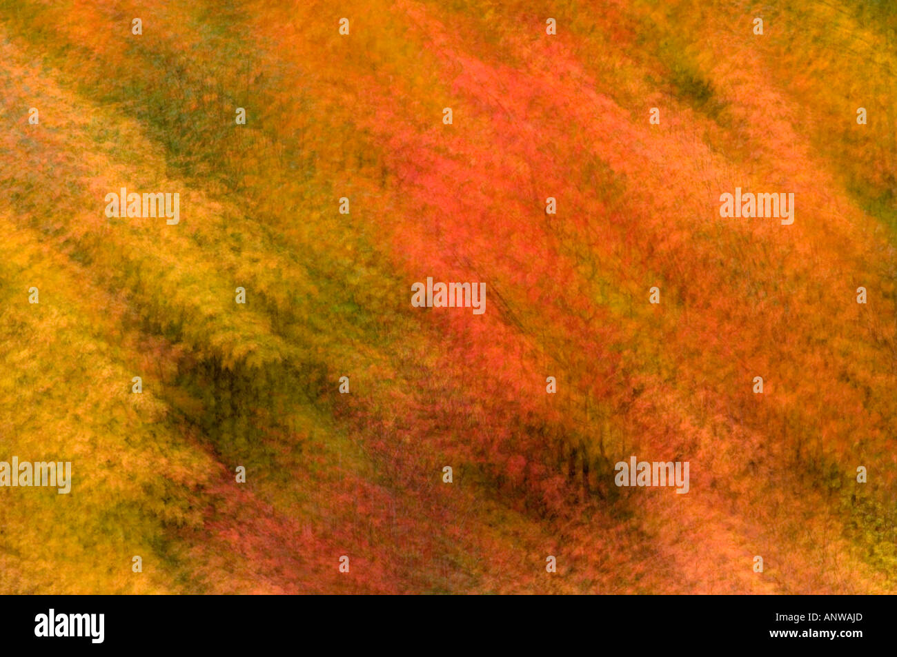 Autumn impressions trees and foliage camera panning and multiple ...