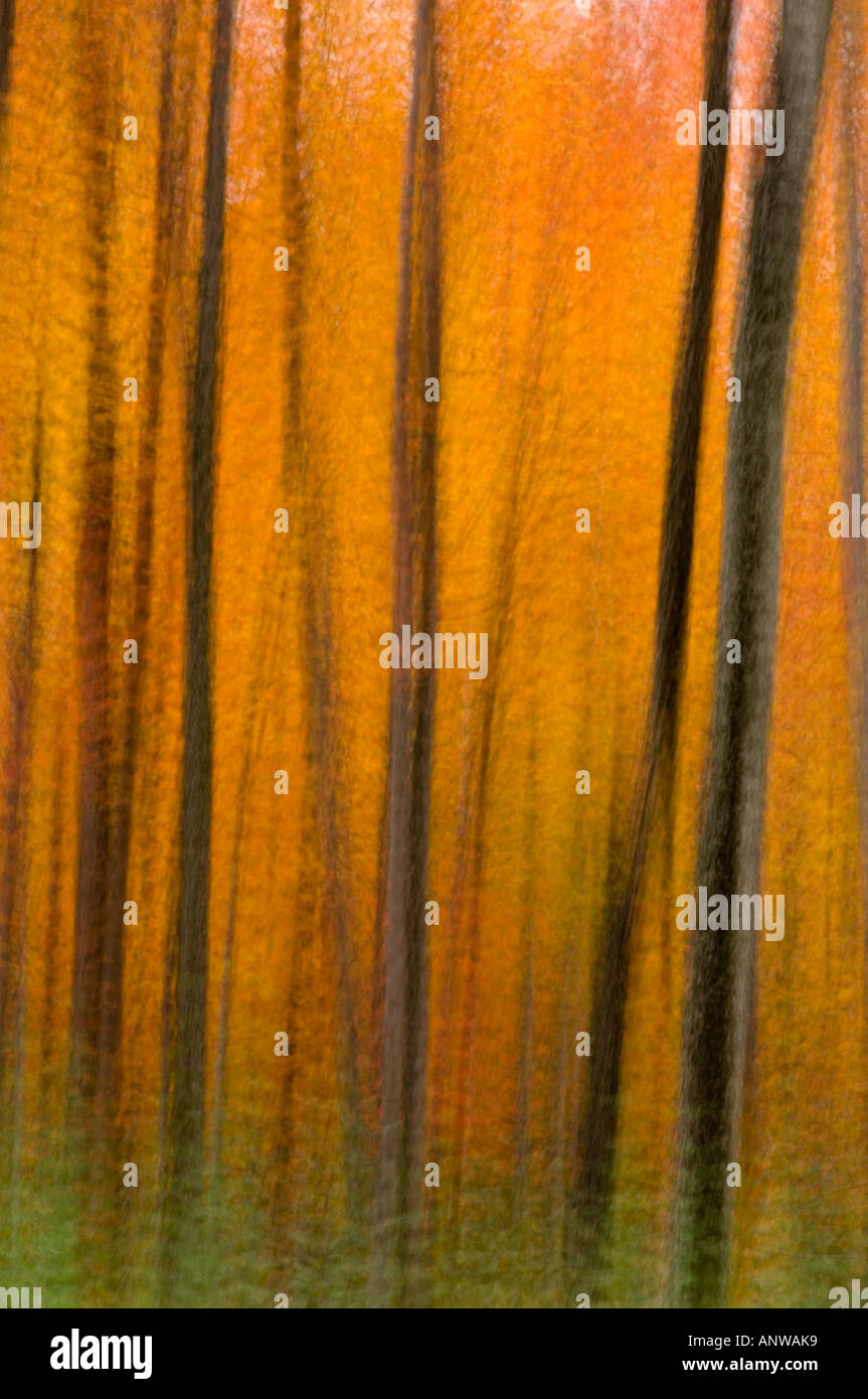 Tree trunks impressions hi-res stock photography and images - Alamy