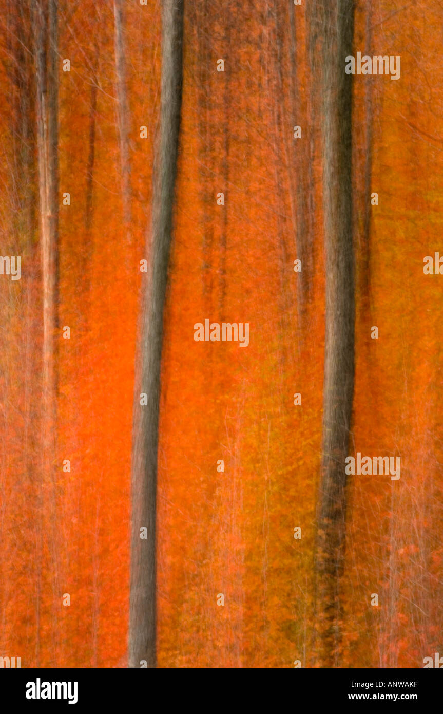 Autumn trees and foliage impressions by camera movement and multiple ...