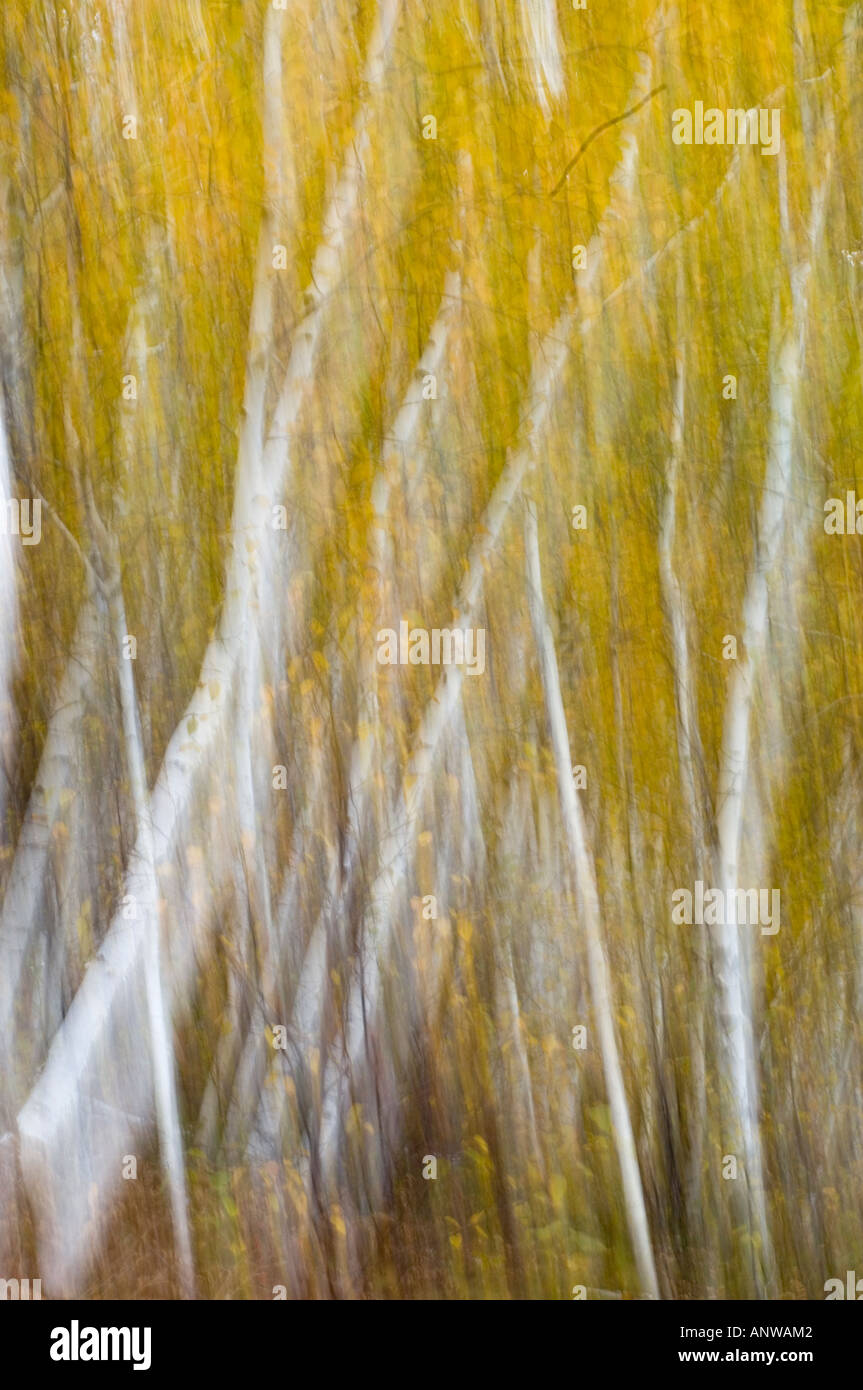 Tree trunks impressions hi-res stock photography and images - Alamy