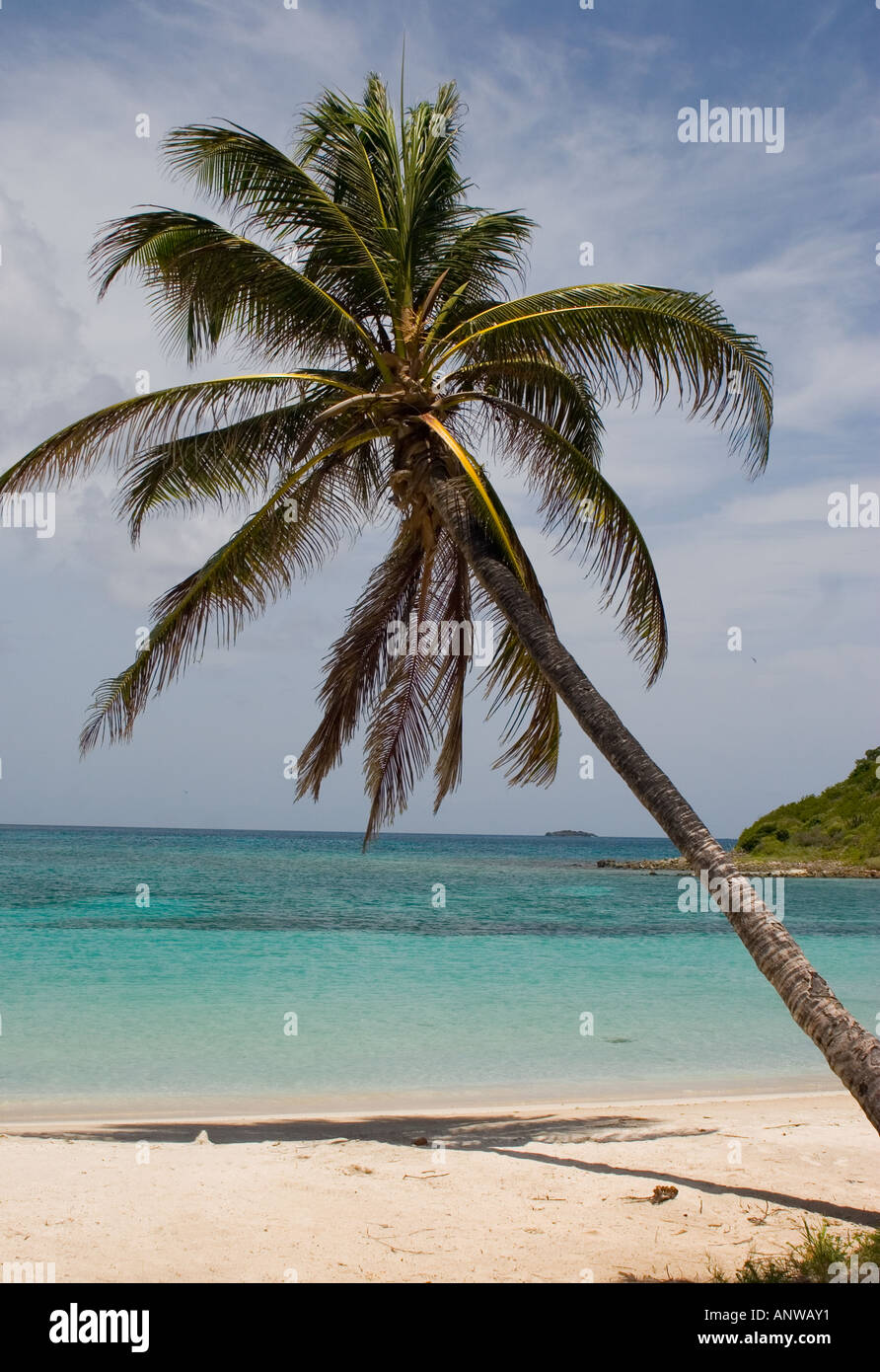 Palm Tree Island Stock Photo - Alamy
