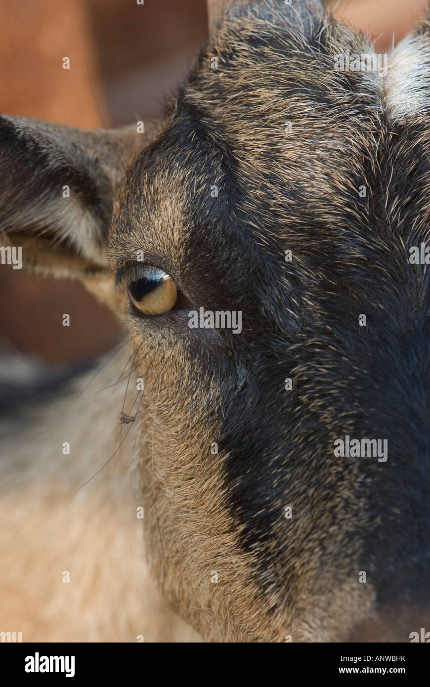 Head of goat Stock Photo - Alamy