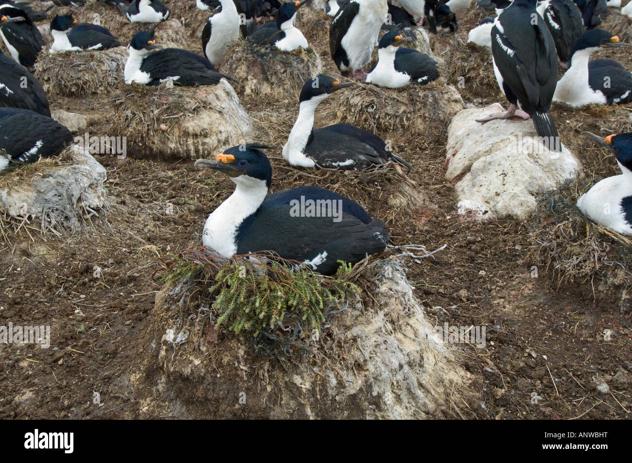 Imperial Shag (Phalacrocorax atriceps albiventer) nest is a pillar of ...