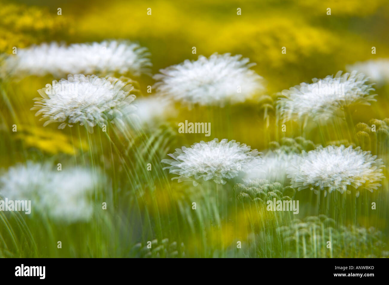 Spring wildflowers Multiple exposure, Greater Sudbury, Ontario Stock ...