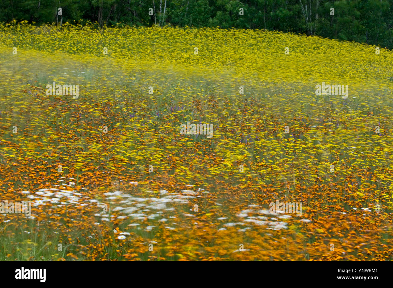 Spring wildflowers Multiple exposure, Greater Sudbury, Ontario Stock ...