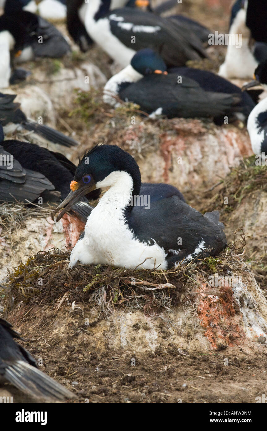 Imperial Shag (Phalacrocorax atriceps albiventer) nest is a pillar of ...