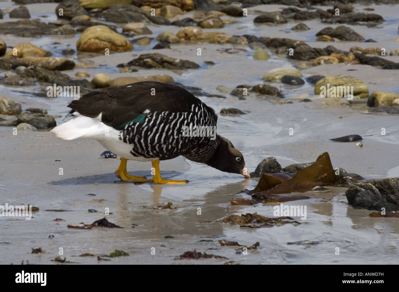 Kelp Goose (Chloephaga hybrida) adult female drinking Carcass Island ...