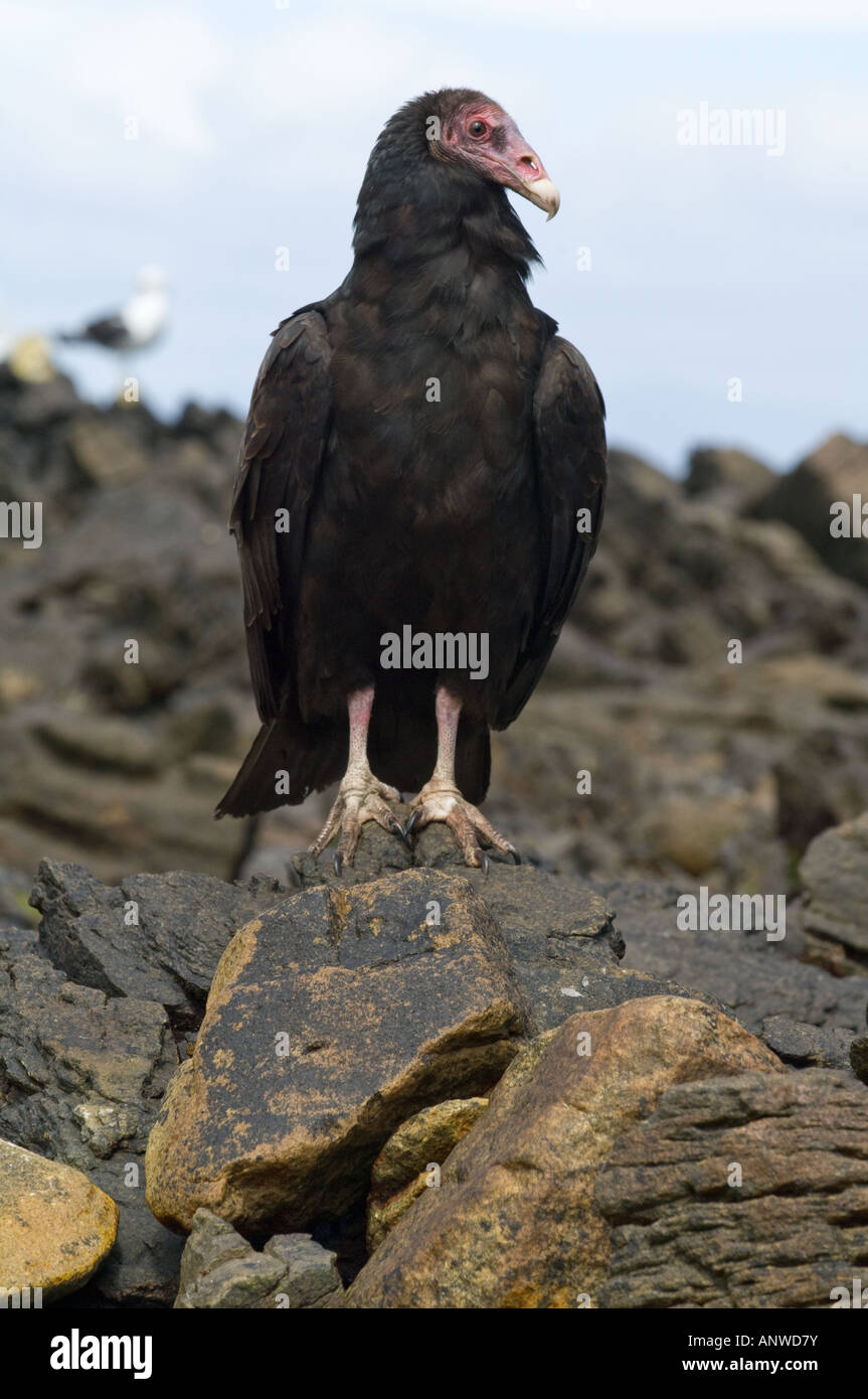 Young turkey vultures hi-res stock photography and images - Alamy