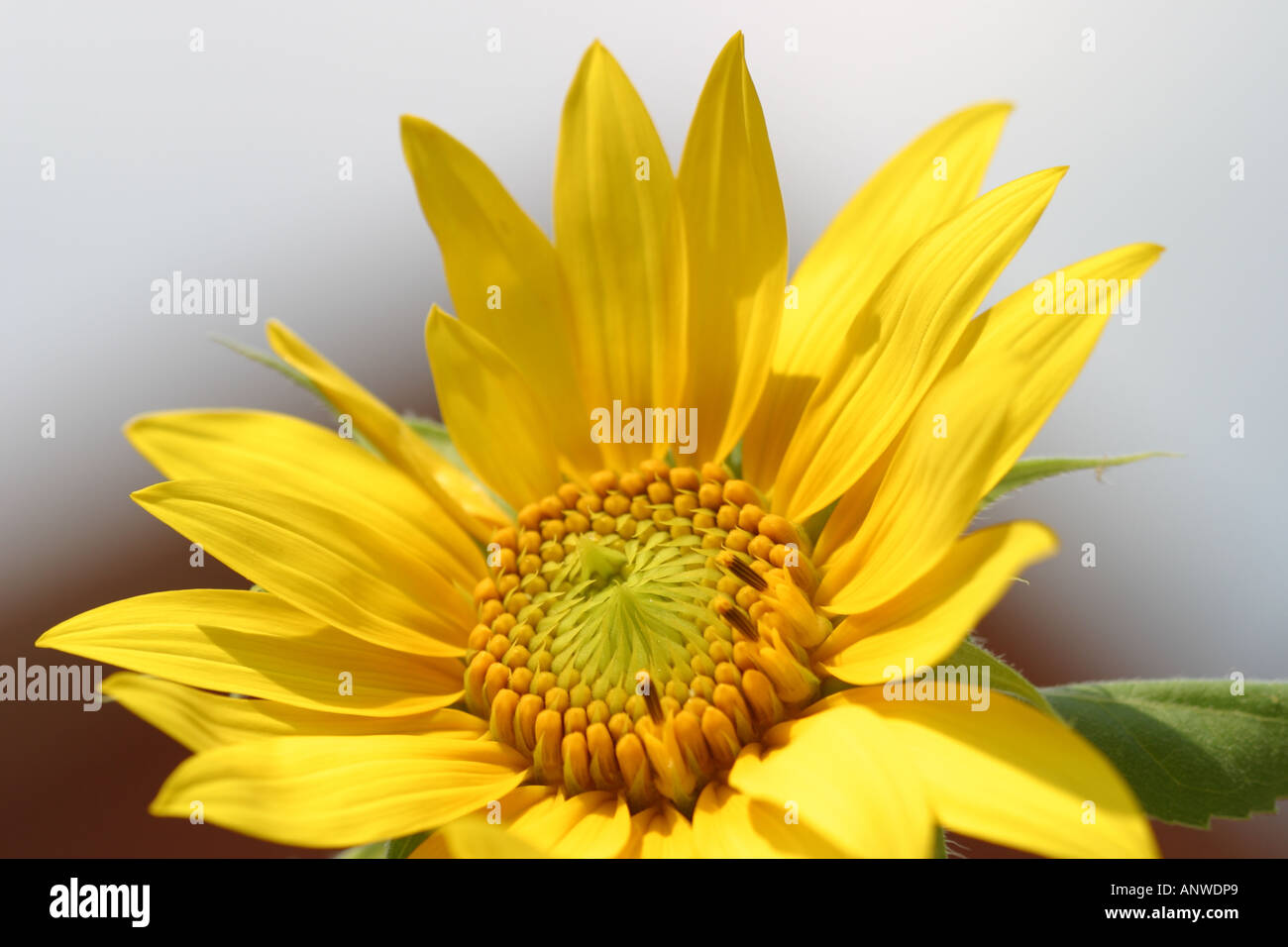 Mini Sunflower bloom Stock Photo - Alamy