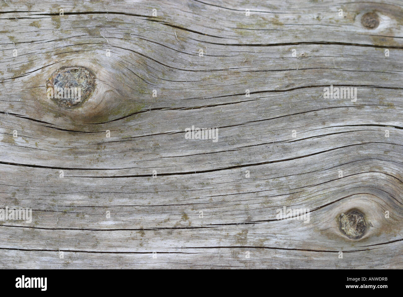 Old tree log showing knots and split groove texture Stock Photo - Alamy