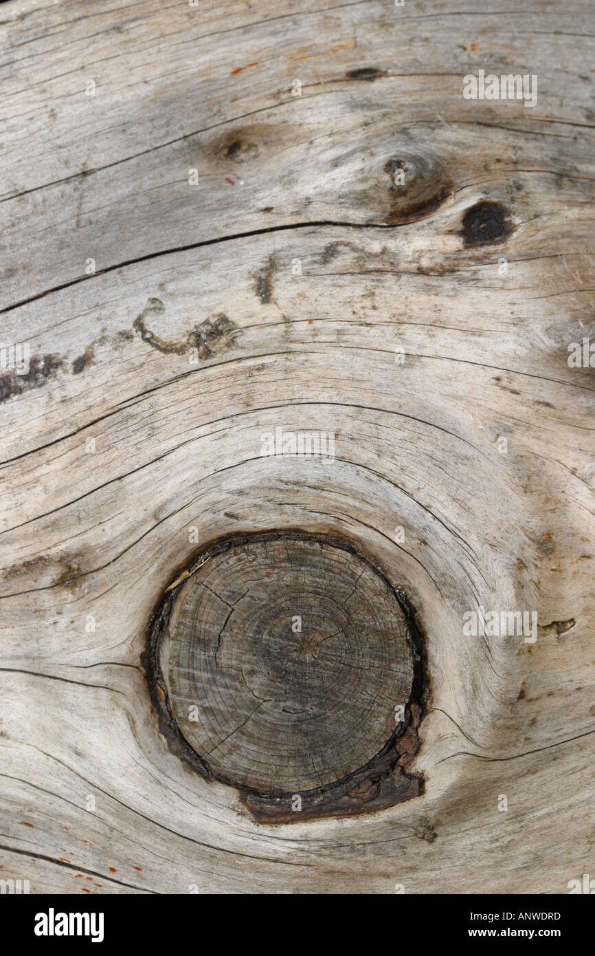 Old tree log showing wood knots and split groove texture Stock Photo ...