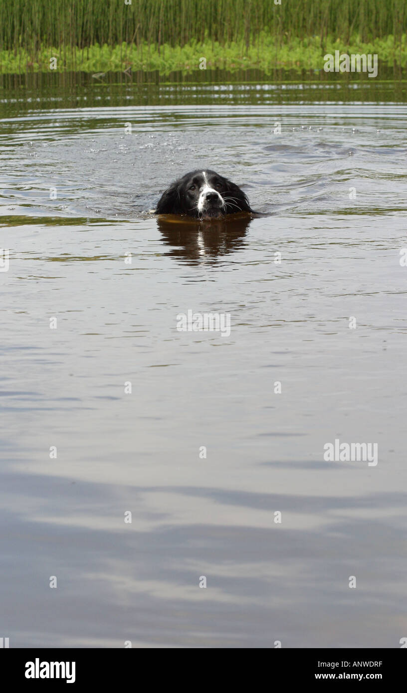 Springer Spaniel Dog swimming paddling in a lake Stock Photo - Alamy