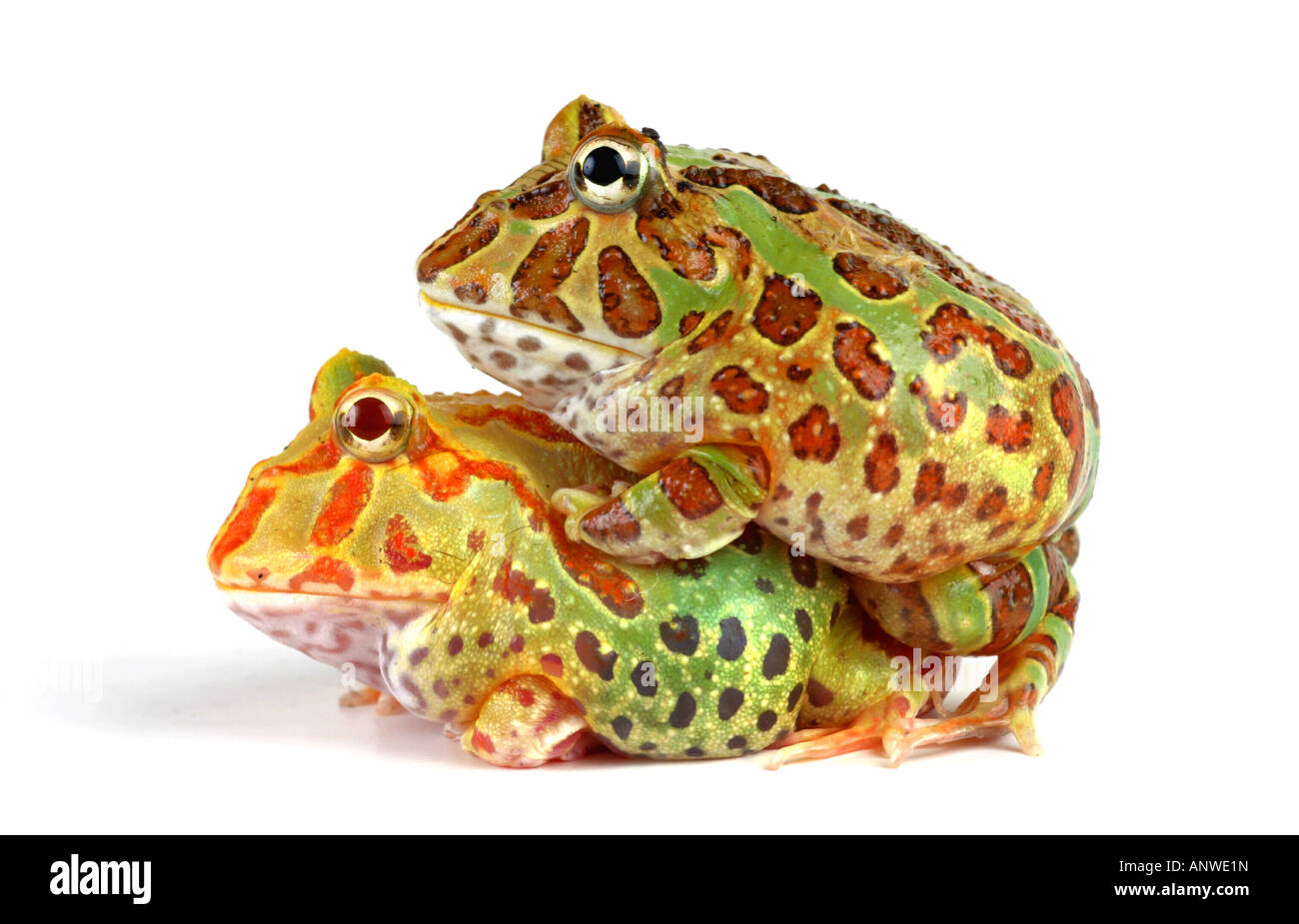 argentine horned frog pacman frog nightcrawler ornate horned frog ...