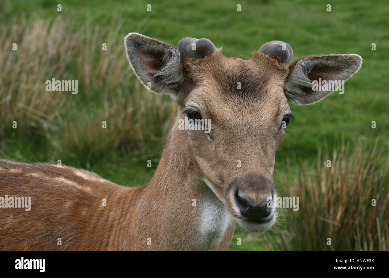 Fallow deer (dama dama) photographed in the Highlands of Scotland Stock ...
