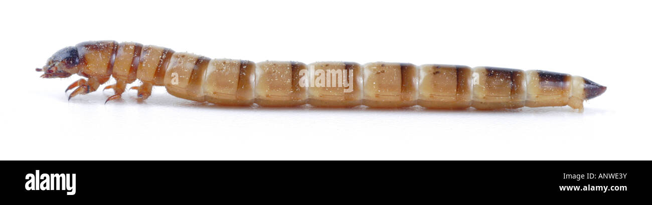 kingworm superworm Zoophobas morio larva Stock Photo - Alamy