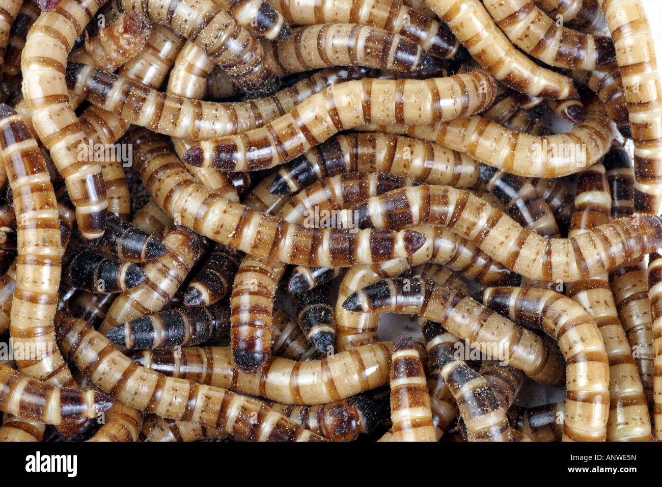 kingworm superworm Zoophobas morio larvae Stock Photo - Alamy