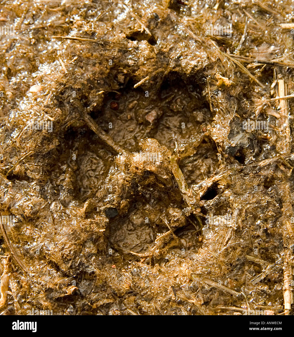 Frozen mud hi-res stock photography and images - Alamy