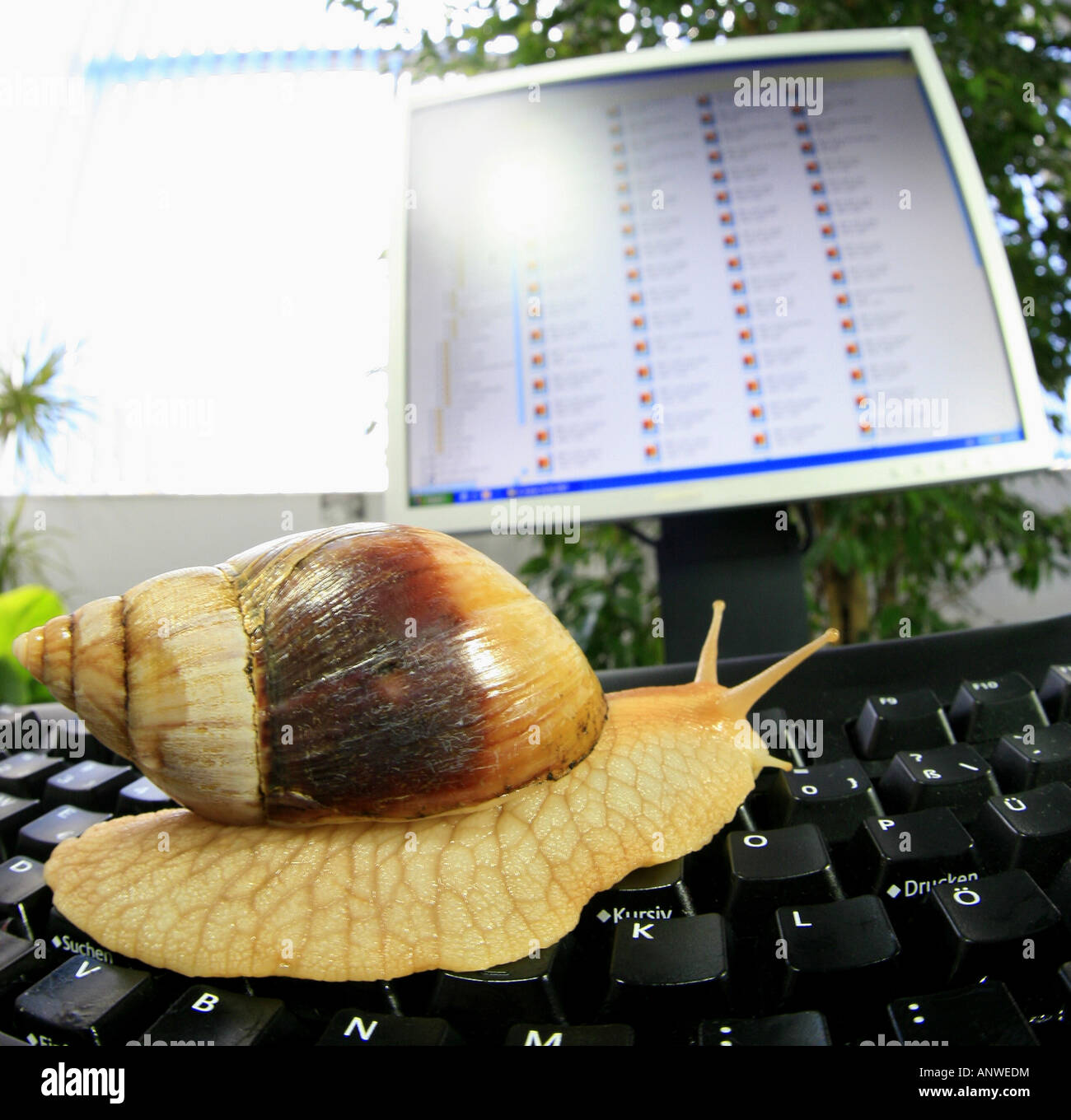 Pink lipped agate snail immacs giant hi-res stock photography and ...