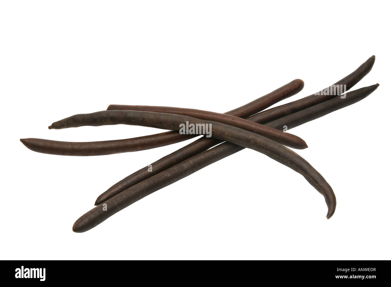 cassia pods purging cassia Purging cassi Golden Shower Tree Indian ...