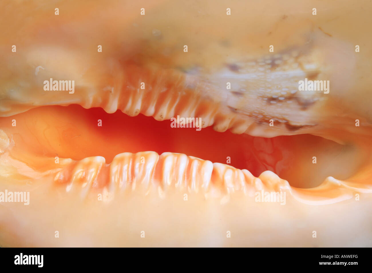horned helmet giant helmet Cassis cornuta lip margin and shell hole ...