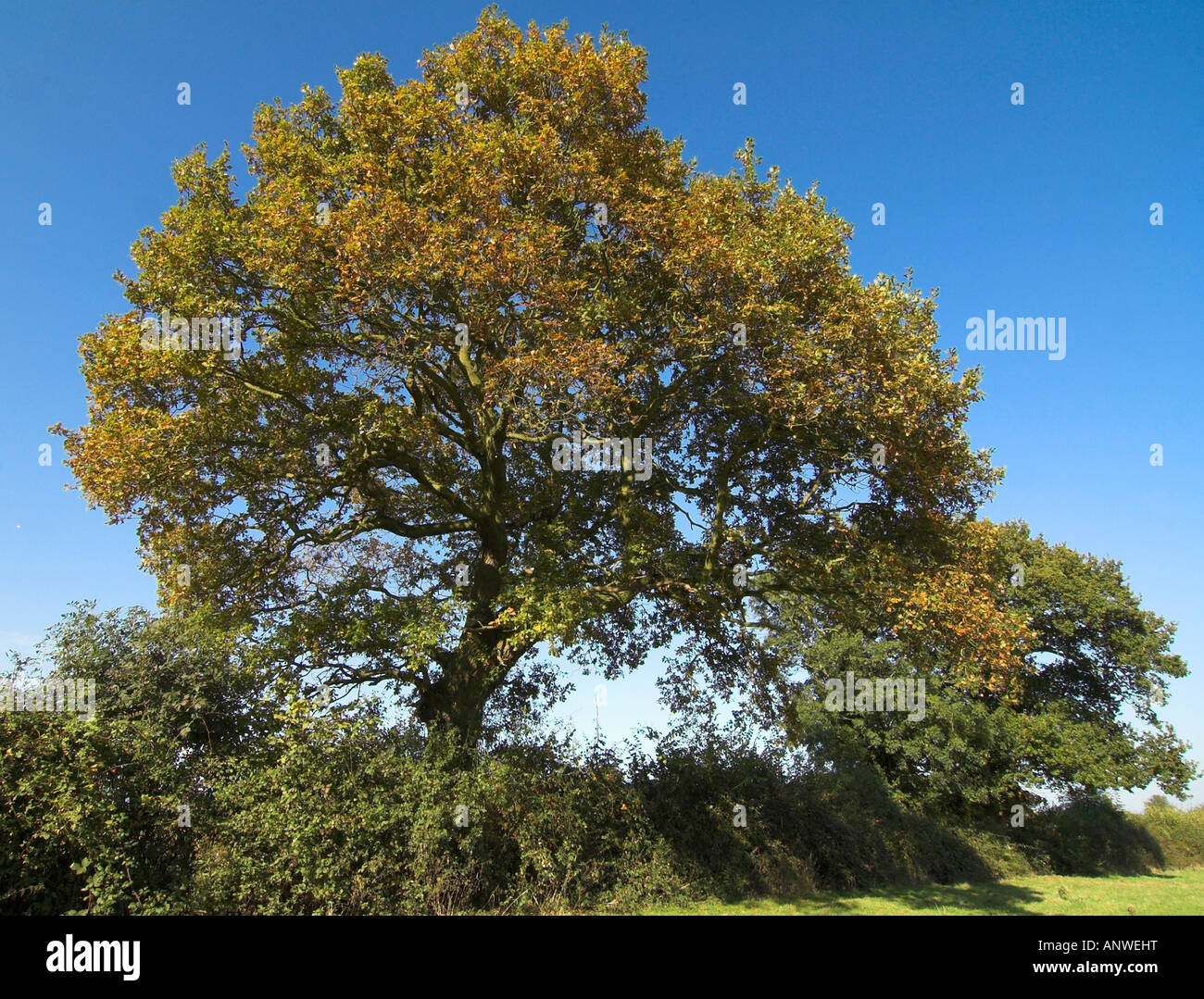 English Oak Quercus rober Stock Photo - Alamy