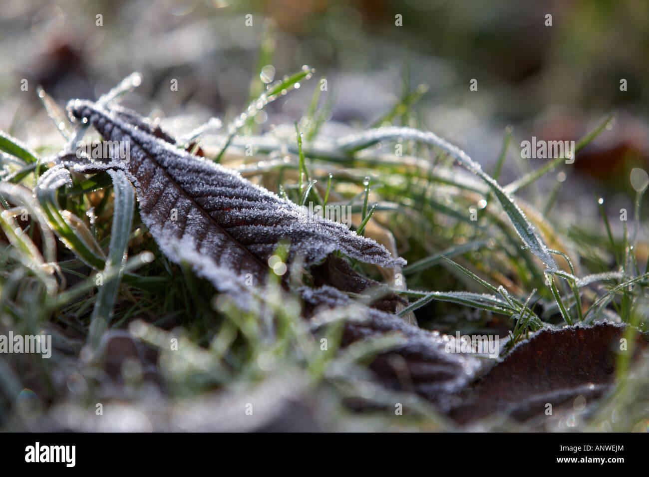 deciduous dead fallen elm leaf lying on grass covered in frost Stock ...