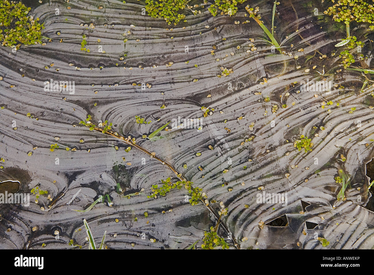 frozen ripples water weed at a ponds edge in winter Stock Photo - Alamy