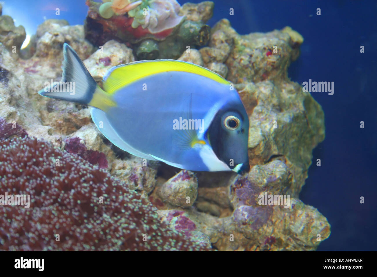 Acanthurus Leucosternon Surgeon Tropical fish underwater life of the ...