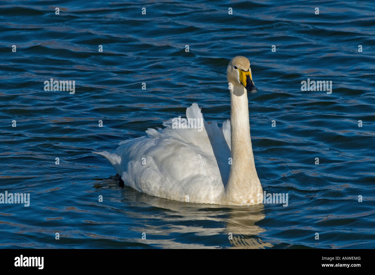 Black swan ruffled feathers hi-res stock photography and images - Alamy