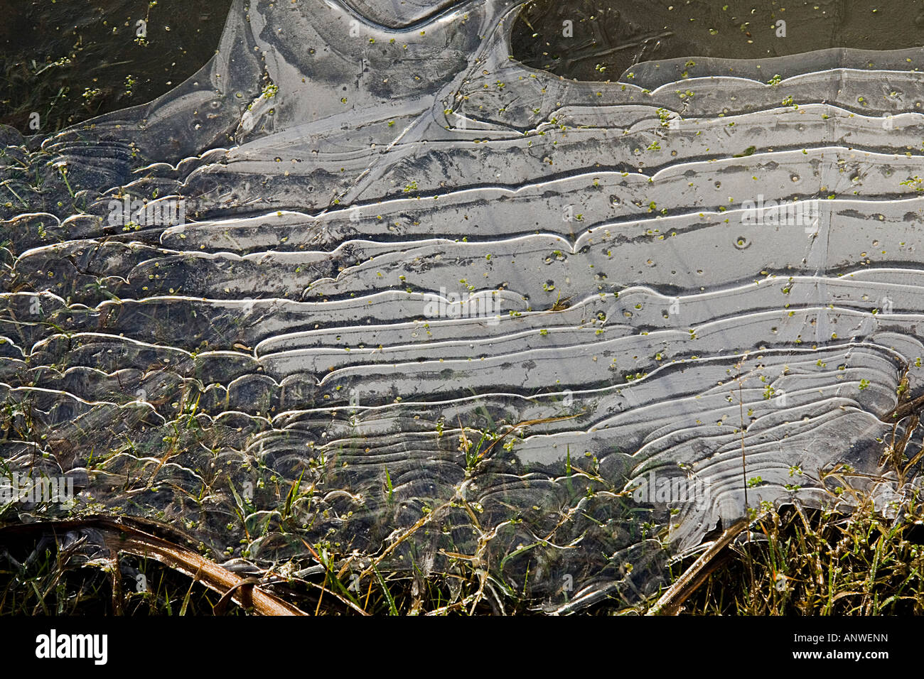 Culture weeds hi-res stock photography and images - Alamy