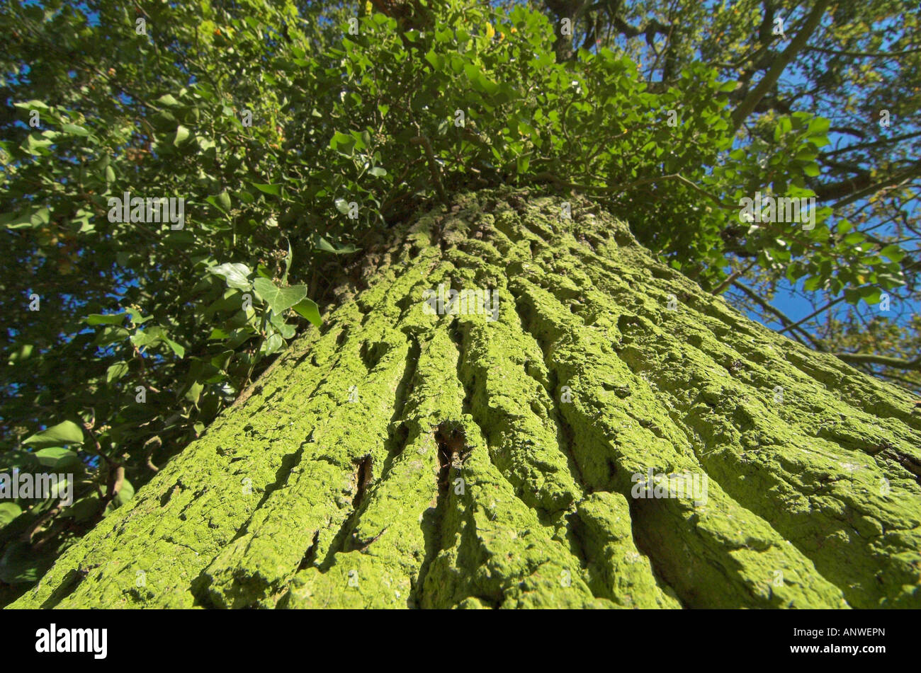 Looking up English Oak tree trunk Quercus rober Stock Photo - Alamy