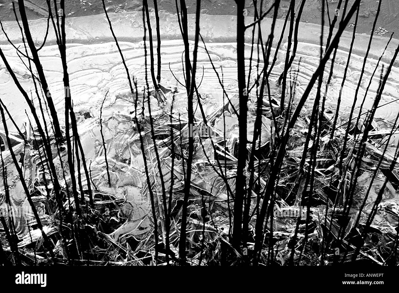 frozen ripples reeds at a ponds edge in winter Stock Photo - Alamy