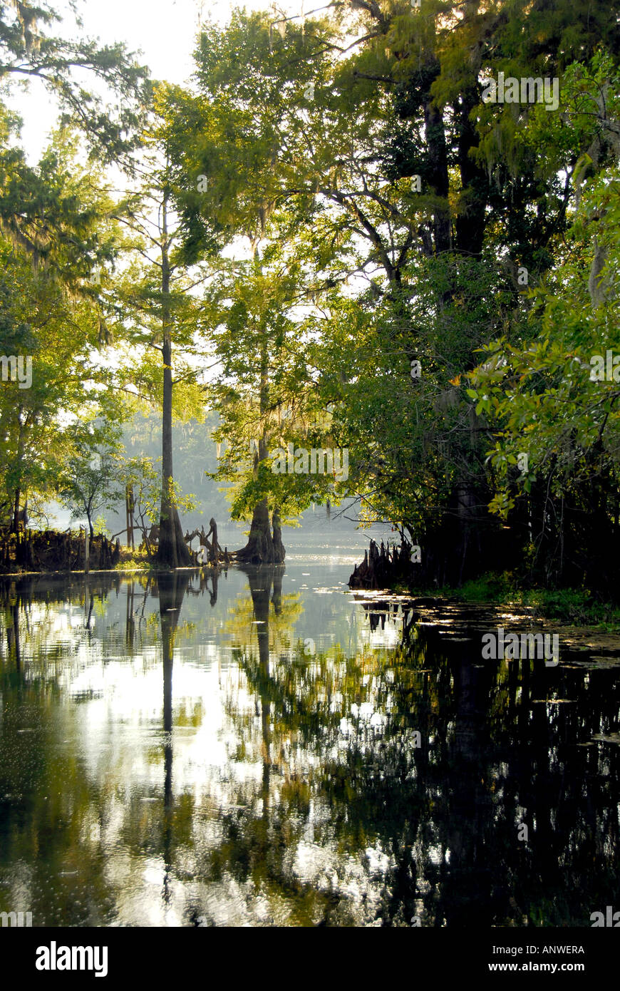 Florida Fanning Springs State Park cypress trees Stock Photo - Alamy