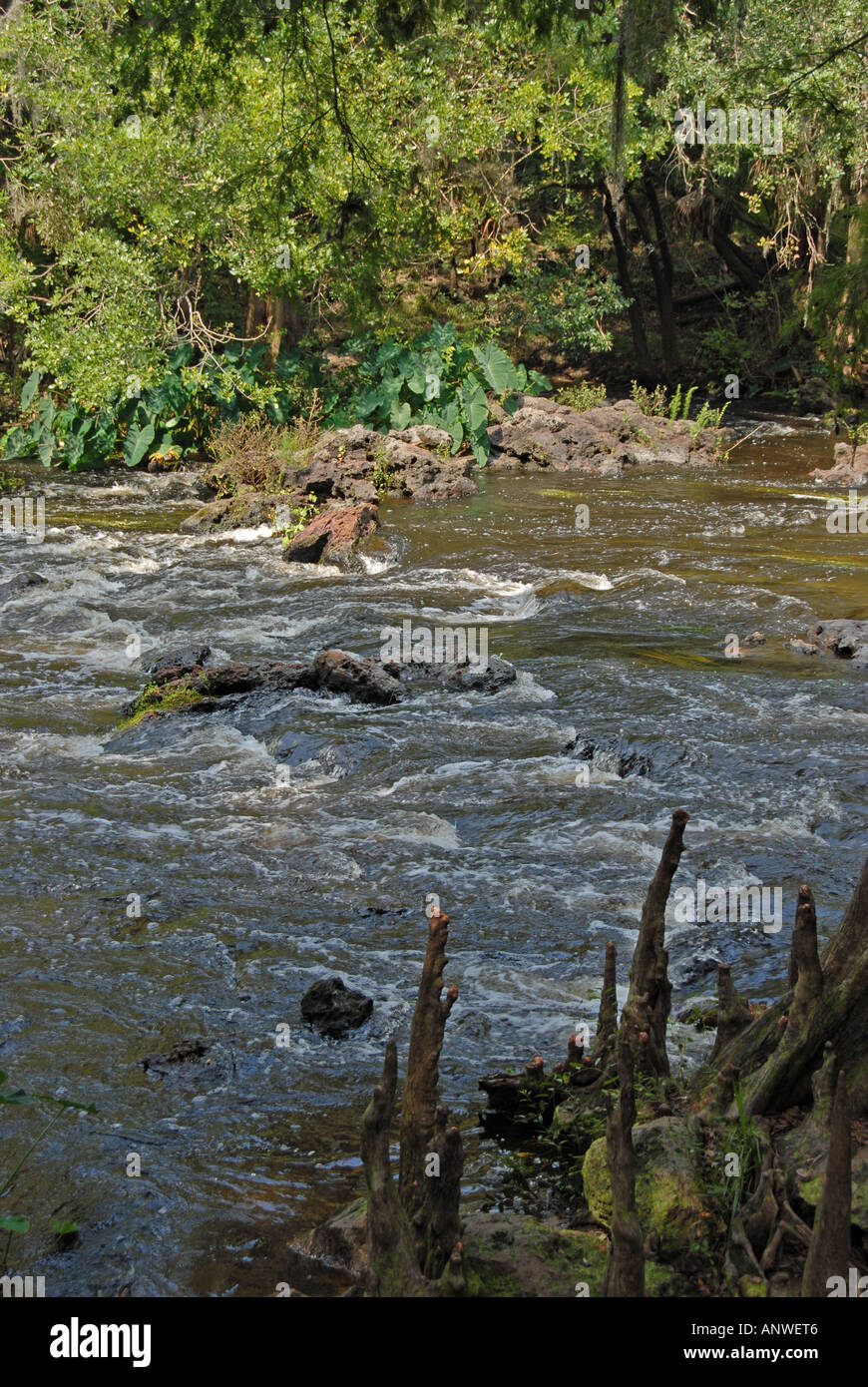 Florida rapids Hillsborough River State Park Stock Photo - Alamy