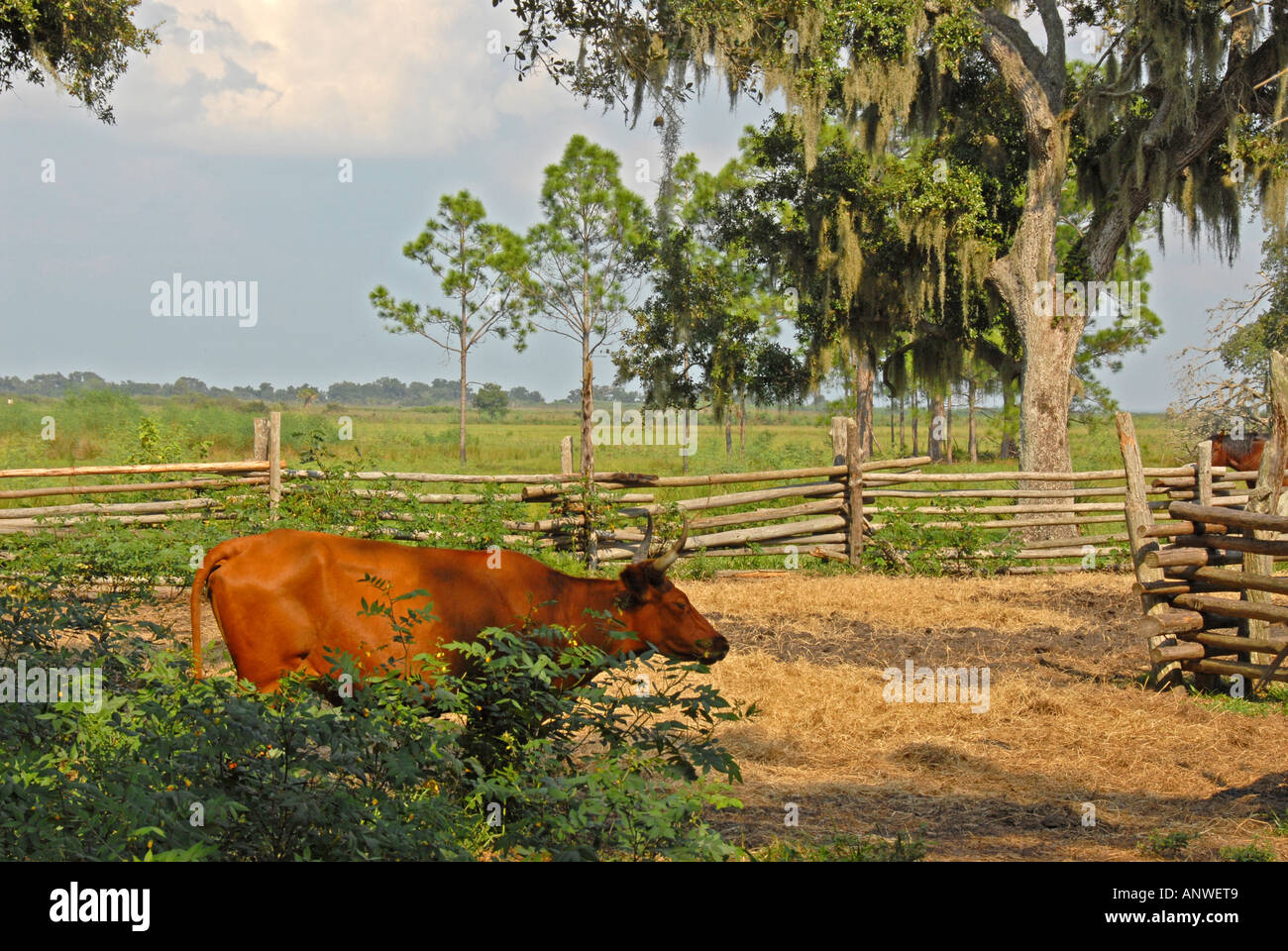 Florida Kissimmee State Park cow camp scrub cattle Stock Photo - Alamy