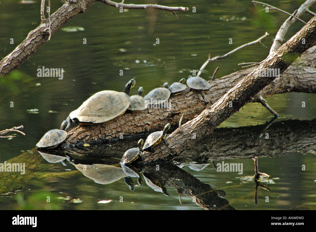 Florida turtles in a row on logs Stock Photo - Alamy