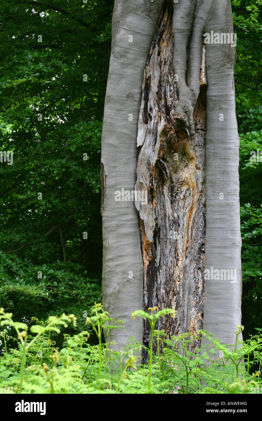 Large mature tree, which has been split probably by lightning, many ...
