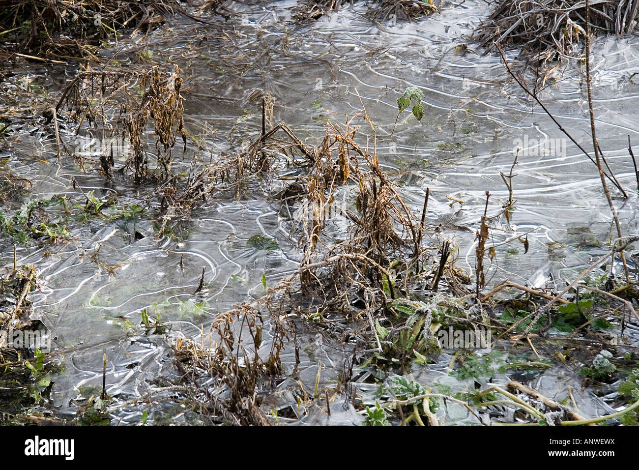 Frozen puddle cracked ice winter hi-res stock photography and images ...