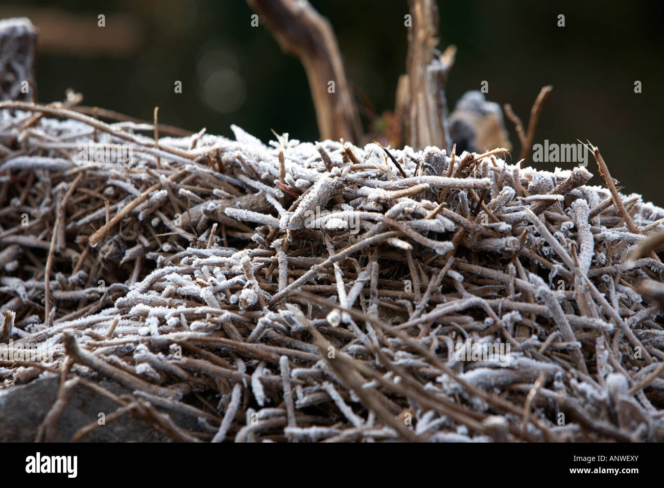 frost coating cut down hedge brown twigs Stock Photo - Alamy