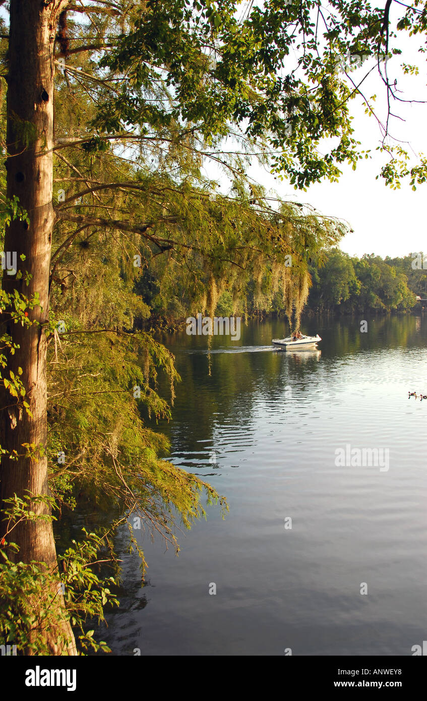 Florida Suwannee River cypess trees spanish moss Stock Photo - Alamy