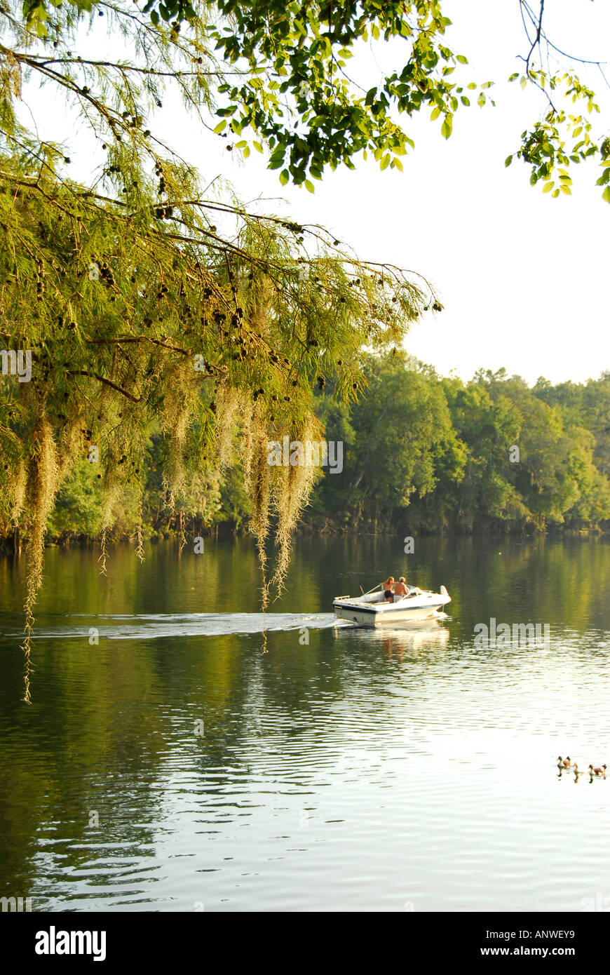 Florida Suwannee River cypess trees spanish moss Stock Photo - Alamy
