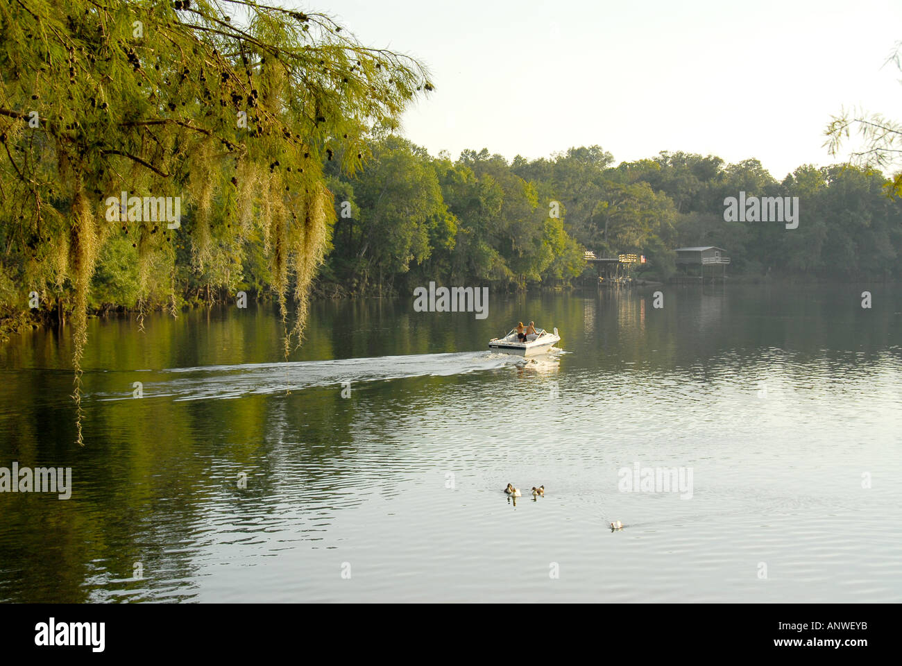 Florida Suwannee River cypress trees spanish moss Stock Photo - Alamy