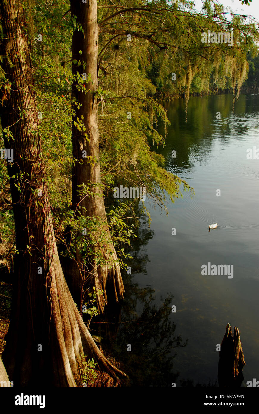Florida Suwannee River cypress trees spanish moss Stock Photo - Alamy